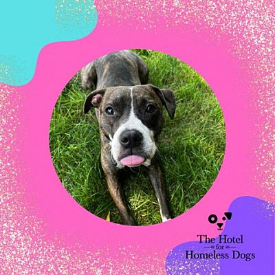 Cumberland, RI - Pit Bull Terrier. Meet Poppy a Pet for Adoption ...