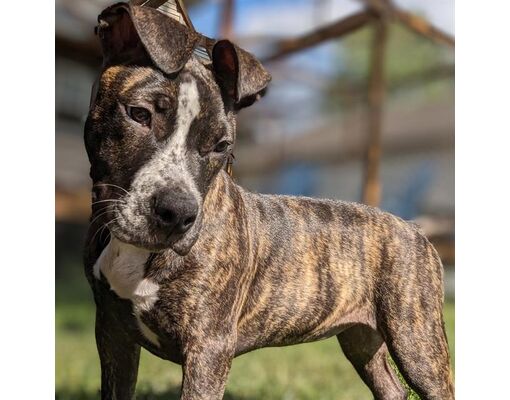 Indianapolis, IN - American Pit Bull Terrier. Meet POPPY a Pet for ...