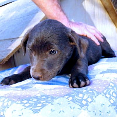Laurel, MD - Rottweiler/Spaniel (Unknown Type). Meet Unique a Pet for ...