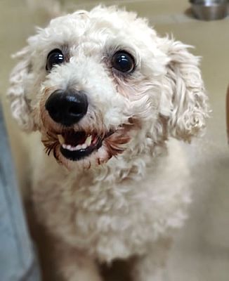 Monroe, GA - Poodle (Miniature). Meet Lucky a Pet for Adoption ...