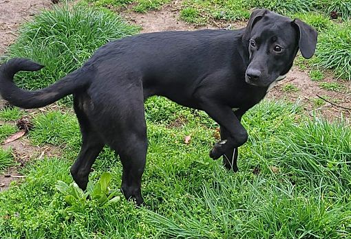 Lewis Center, OH - Labrador Retriever. Meet Selena a Pet for Adoption ...