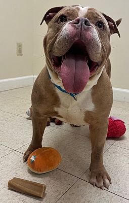 Fall River, MA - English Bulldog/American Bulldog. Meet Tempe a Pet for ...