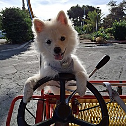 Rancho Cucamonga, CA - Pomeranian. Meet Teddy a Pet for Adoption ...