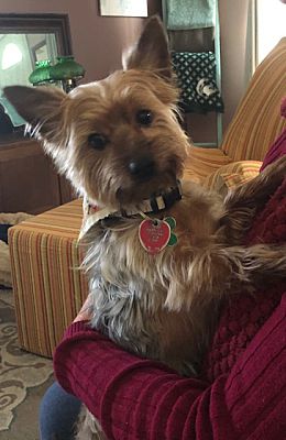 Shelby Township, MI - Yorkie, Yorkshire Terrier. Meet Pepsi a Pet for ...