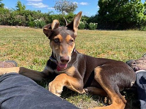 Salem, OR - Doberman Pinscher/Labrador Retriever. Meet Willow a Pet for ...