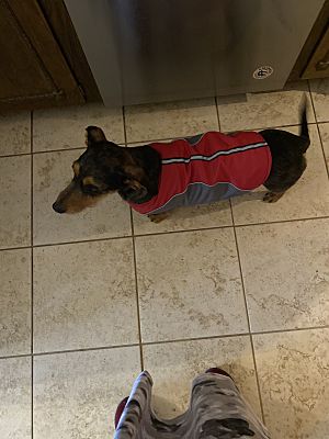Ft Worth, TX - Dachshund/Jack Russell Terrier. Meet Archie a Pet for ...