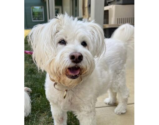 Leesburg, VA - Maltese. Meet ROSE a Pet for Adoption - AdoptaPet.com