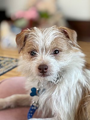 Minneapolis, MN - Wirehaired Fox Terrier/Mixed Breed (Small). Meet ...