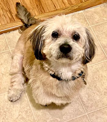 Santa Monica, CA - Cockapoo/Wheaten Terrier. Meet King a Pet for ...