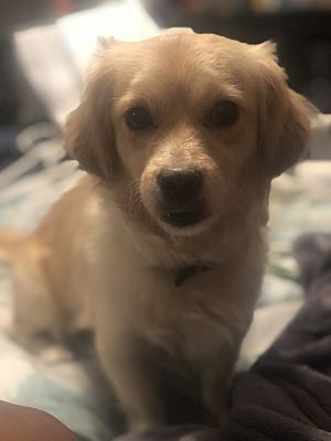 Orlando, FL - Maltese/Maltese. Meet Nugget a Pet for Adoption ...