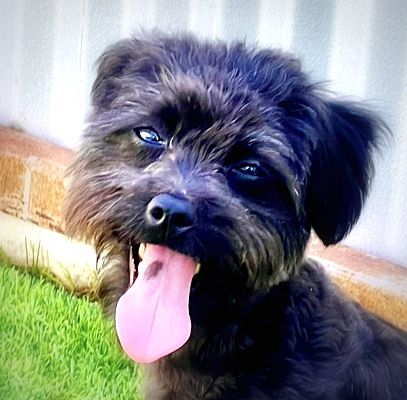 Hondo, TX - Schnoodle/Poodle (Toy or Tea Cup). Meet Tania a Pet for ...