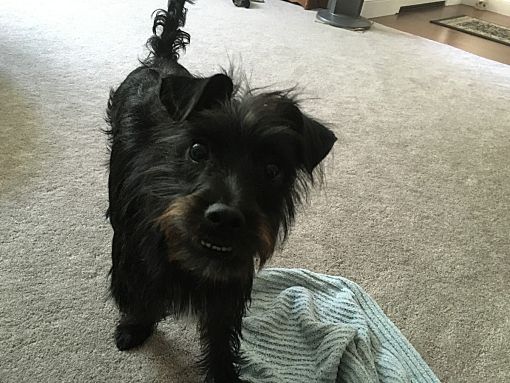 Citrus Heights, CA - Rat Terrier/Yorkie, Yorkshire Terrier. Meet Zoe a ...