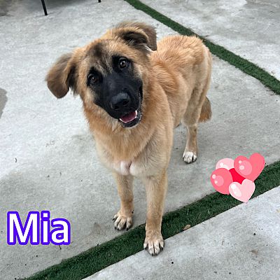 Hollywood, FL - Belgian Malinois/Golden Retriever. Meet Mia a Pet for ...