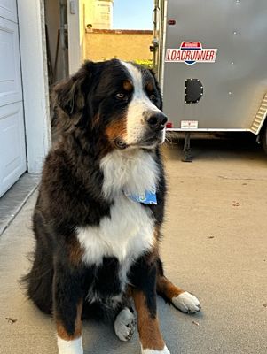 Chino, CA - Bernese Mountain Dog. Meet Barnabus (Barney) a Pet for ...