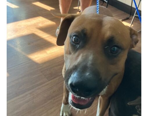 Baton Rouge, LA - American Pit Bull Terrier/Mixed Breed (Medium). Meet ...