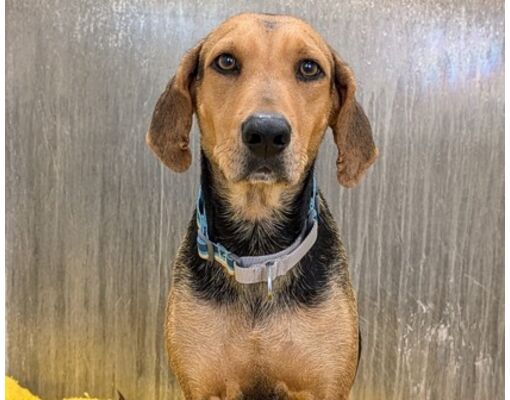 Virginia Beach, VA - Hound (Unknown Type)/Mixed Breed (Medium). Meet ...