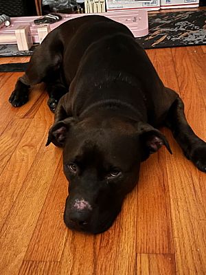 Coldwater, MI - Pit Bull Terrier/Shar Pei. Meet ZERO a Pet for Adoption ...