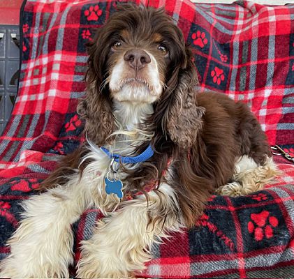 Memphis, TN - Cocker Spaniel. Meet Daisy a Pet for Adoption - AdoptaPet.com