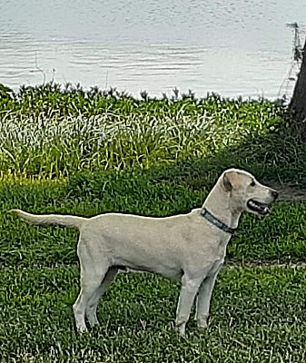 Edgar, WI - Labrador Retriever. Meet Oakley a Pet for Adoption ...