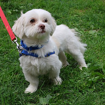 Harrison, NY - Maltese. Meet Koko a Pet for Adoption - AdoptaPet.com