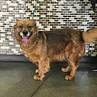 Corgi Puppies - Corgi Rescue and Adoption Near You