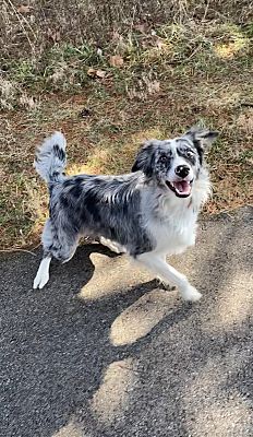 Minerva, OH - Border Collie. Meet Fern"I've Been Adopted" a Pet for ...