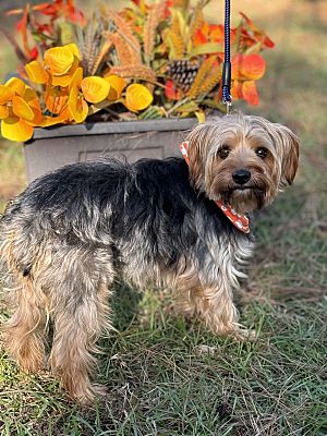 Jesup, GA - Yorkie, Yorkshire Terrier. Meet ARCHIE a Pet for Adoption ...