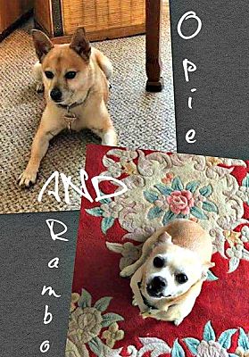 Tijeras, NM - Shiba Inu/Chihuahua. Meet Rambo and Opie - Bonded Pair a ...