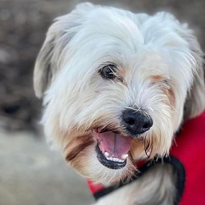 Wheeling, IL - Mixed Breed (Small). Meet Clyde a Pet for Adoption ...