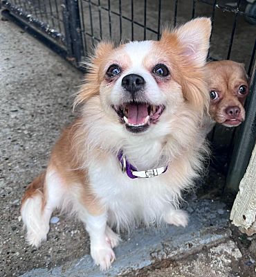 Warren, MI - Pomeranian/Mixed Breed (Medium). Meet Nina a Pet for ...