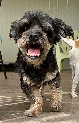 Eagle, ID - Poodle (Miniature)/Lhasa Apso. Meet MARVEL a Pet for ...