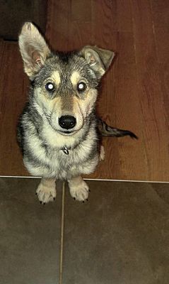 Pierrefonds, QC - Husky. Meet Ace a Pet for Adoption - AdoptaPet.com
