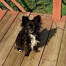 Papillon Puppies - Papillon Rescue and Adoption Near You