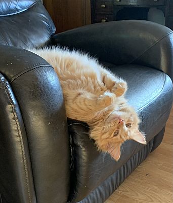 Sedro Woolley, WA - Domestic Mediumhair. Meet Ginger a Pet for Adoption ...