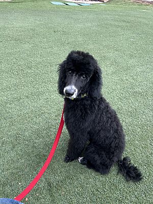 Tucson, AZ - Poodle (Miniature). Meet Pepe a Pet for Adoption ...