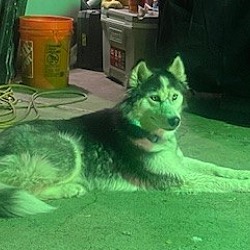 Sacramento, CA - Husky. Meet Nali a Pet for Adoption - AdoptaPet.com