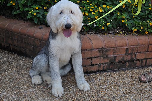 Atlanta, GA - Old English Sheepdog. Meet Dixie a Pet for Adoption ...