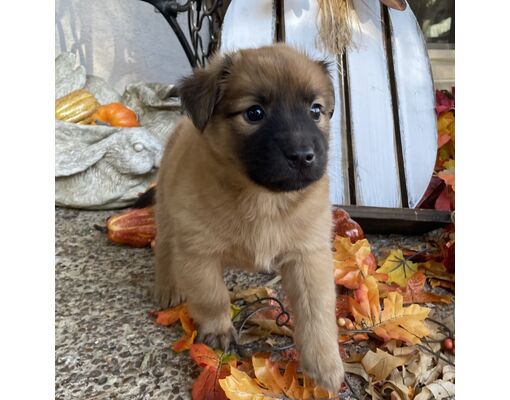 CHICAGO, IL - Bernese Mountain Dog/Golden Retriever. Meet Unique a Pet ...