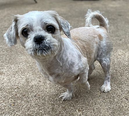 Memphis, TN - Lhasa Apso/Shih Tzu. Meet Ace a Pet for Adoption ...