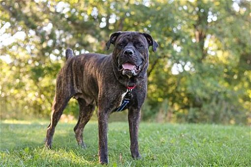 Parma, OH - Cane Corso. Meet Wanda a Pet for Adoption - AdoptaPet.com