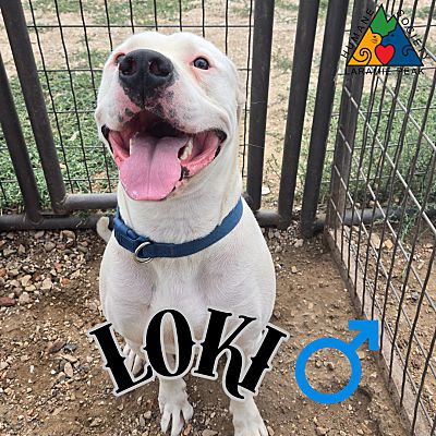 Douglas, WY - Staffordshire Bull Terrier/Mixed Breed (Medium). Meet Loki a Pet for Adoption ...