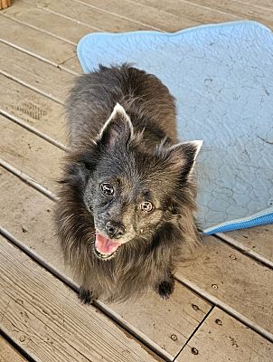 Hayes, VA - Pomeranian. Meet Pooh a Pet for Adoption - AdoptaPet.com