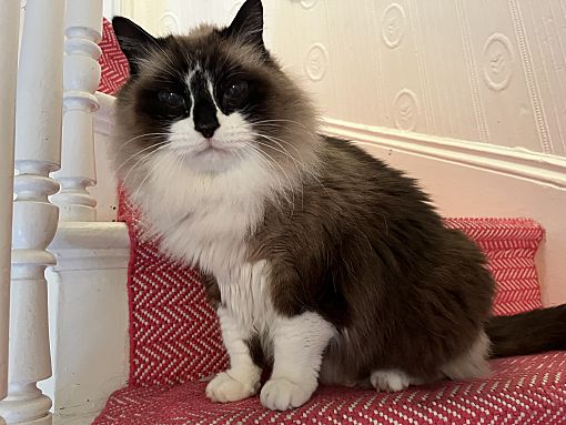 Davis, CA - Ragdoll. Meet Bianca a Pet for Adoption - AdoptaPet.com