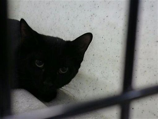 Murfreesboro, TN - Domestic Shorthair. Meet LEO a Pet for Adoption ...