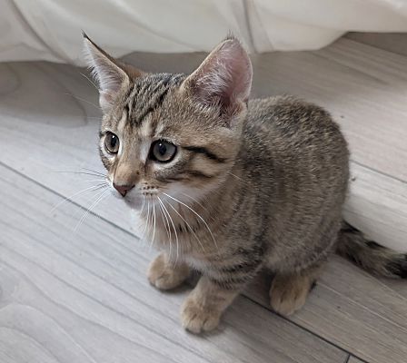 Toronto, ON - Domestic Shorthair. Meet Alanis a Pet for Adoption ...