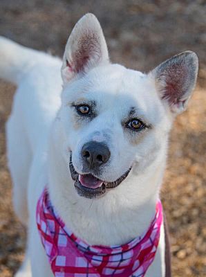 Marietta, GA - Husky. Meet Tala a Pet for Adoption - AdoptaPet.com