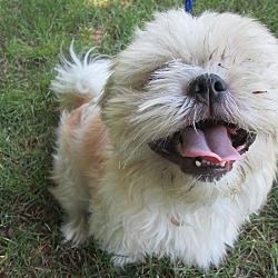 Monroe, CT - Shih Tzu. Meet Bailey a Pet for Adoption - AdoptaPet.com