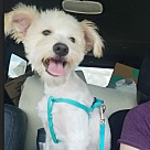 Maltere Puppies - Maltese Rescue and Adoption Near You