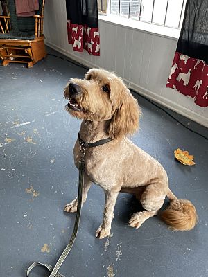 Decatur, AL - Goldendoodle. Meet Loki a Pet for Adoption - AdoptaPet.com