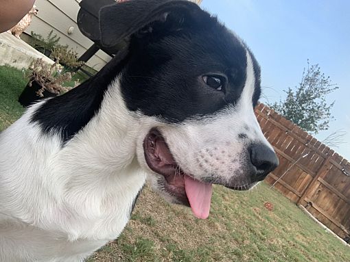 Austin, TX - Great Pyrenees/American Bulldog. Meet Zeus a Pet for ...